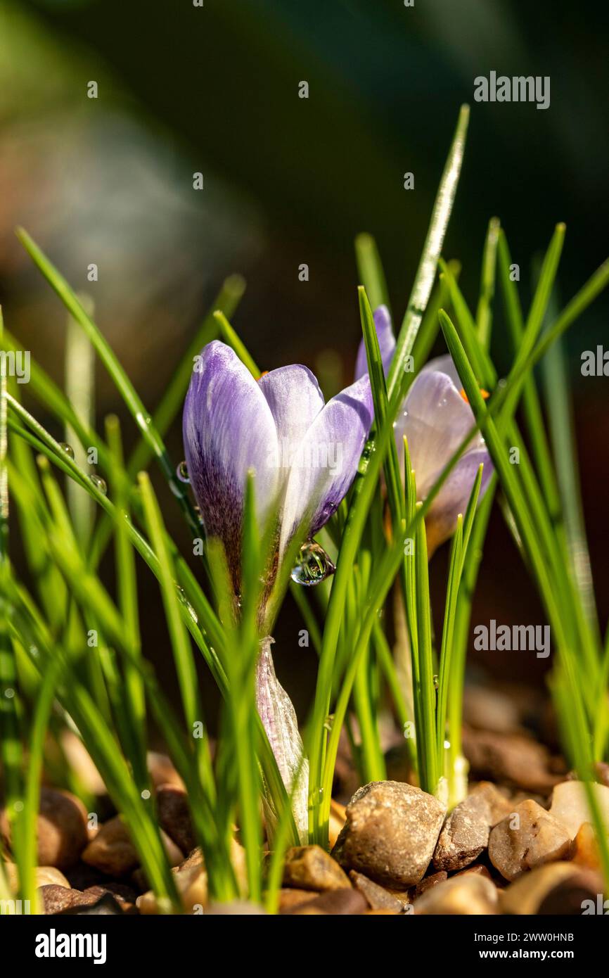 Small clump of the stunning Crocus Biflorus 'Blue Pearl’. Natural close ...
