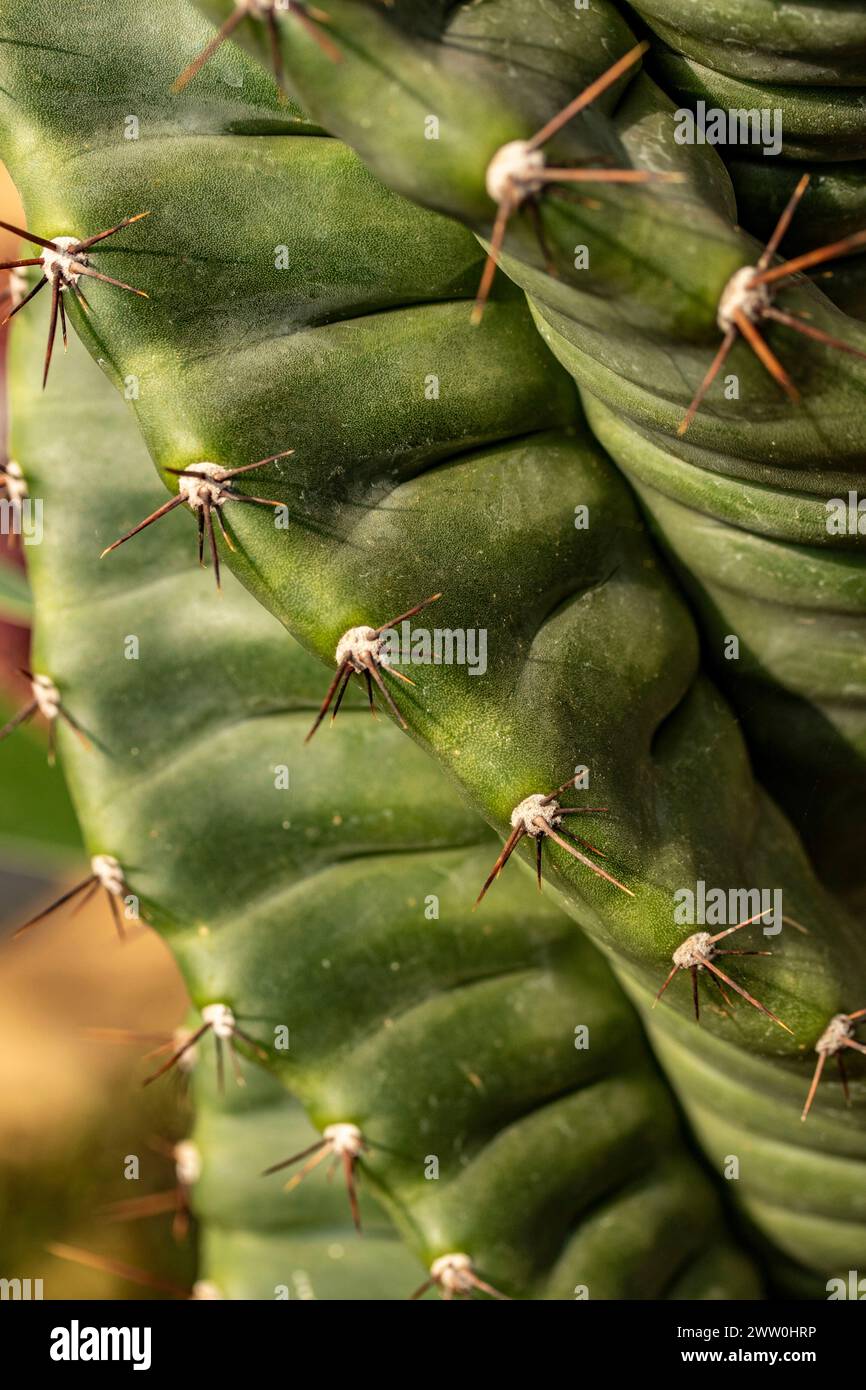 Corkscrew with character hi-res stock photography and images - Alamy