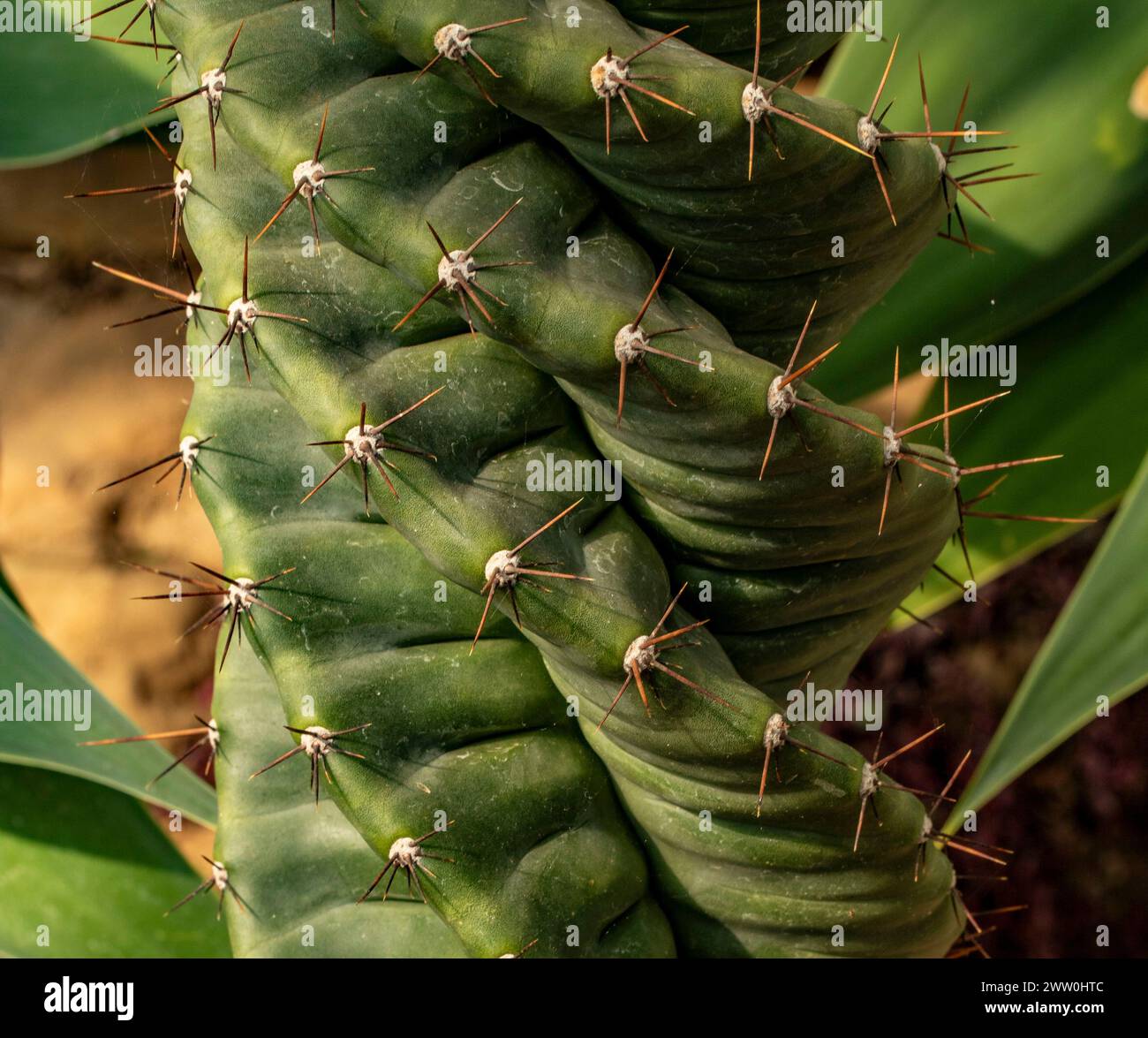 Natural high resolution close up image of Cereus Spiralis. Elusive, Eye ...
