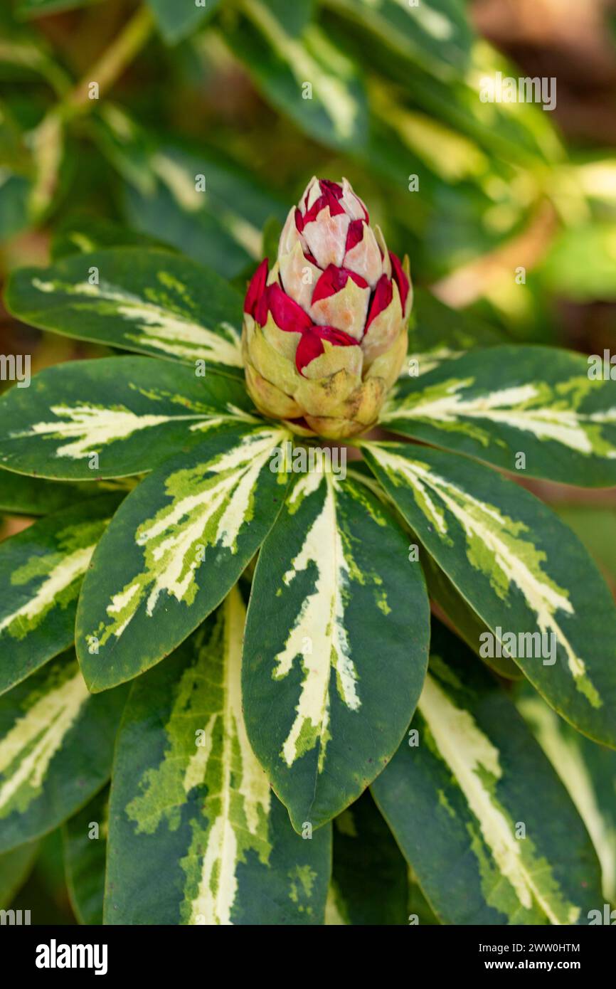 Natural close up flowering plant portrait ofRhododendron 'President ...