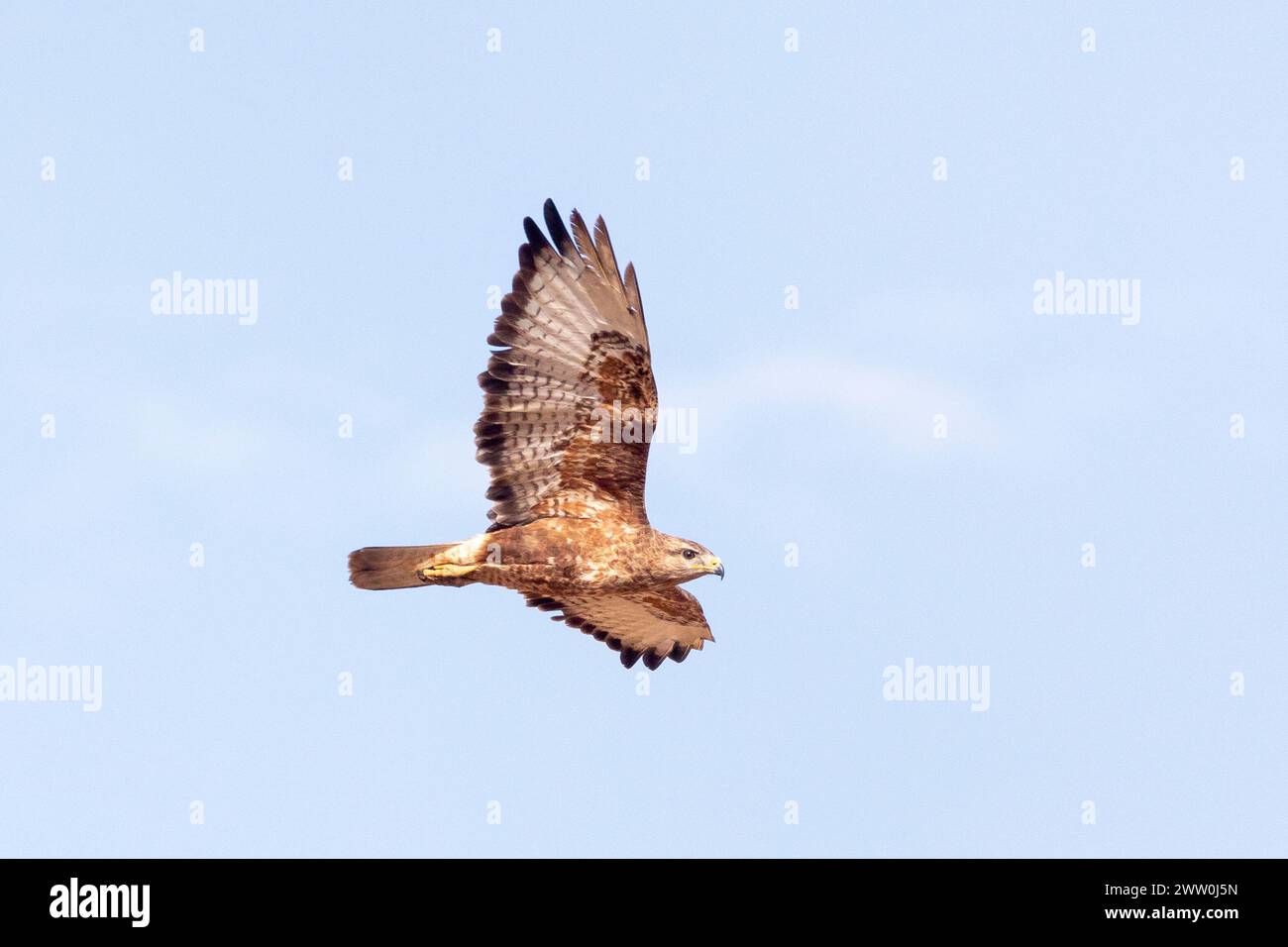 Buzzard flying hi-res stock photography and images - Alamy