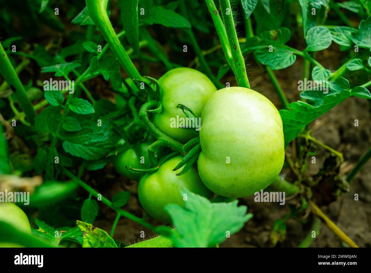 Growing tomatoes. Green tomatoes grow on a bush Stock Photo - Alamy