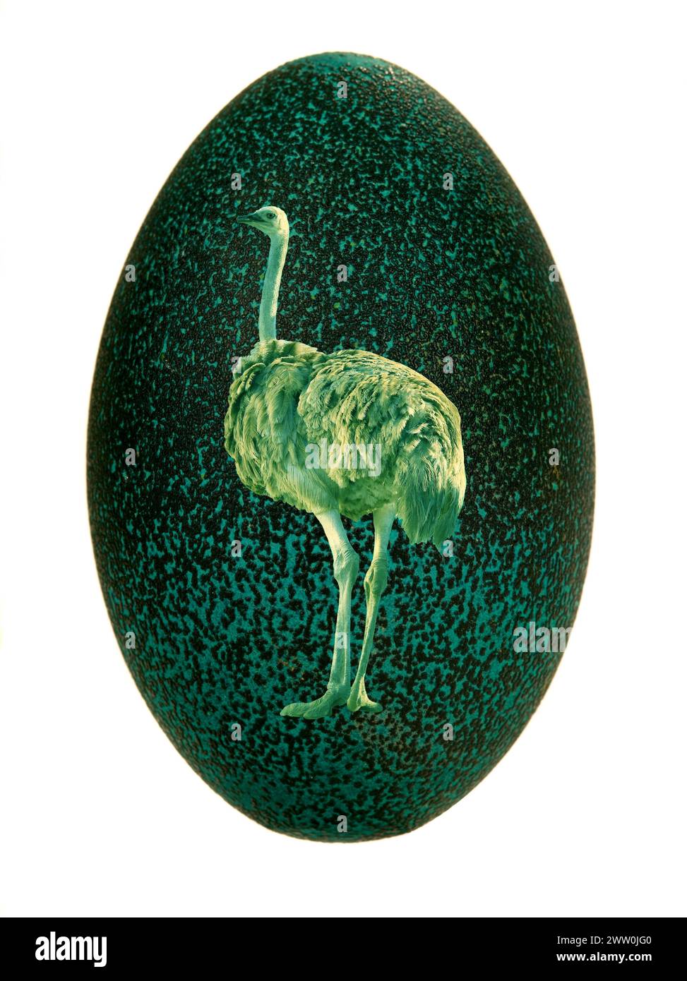 Ostrich egg and chicken egg hi-res stock photography and images - Alamy