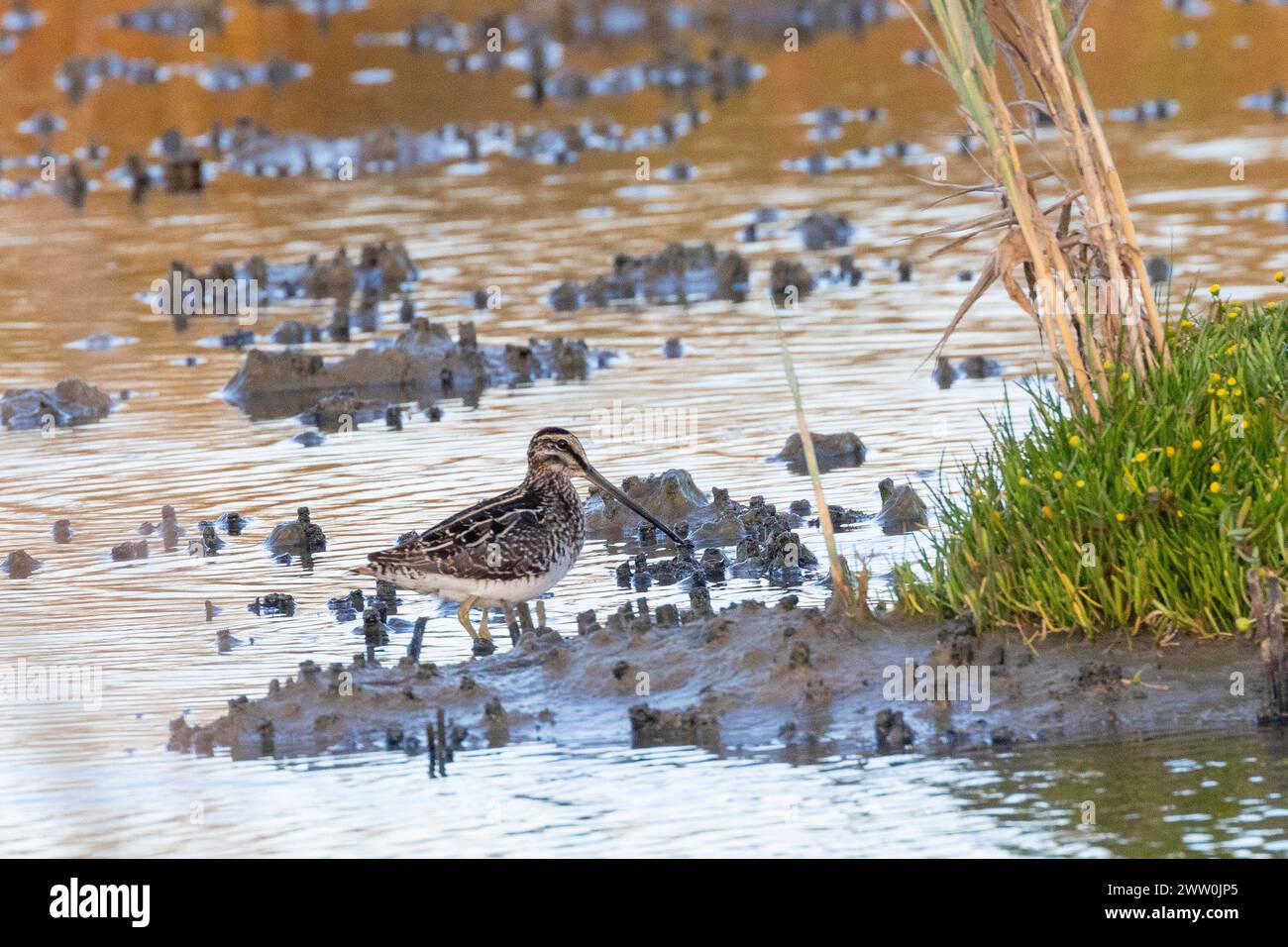 Gallinago gallinago wetland habitat hi-res stock photography and images ...