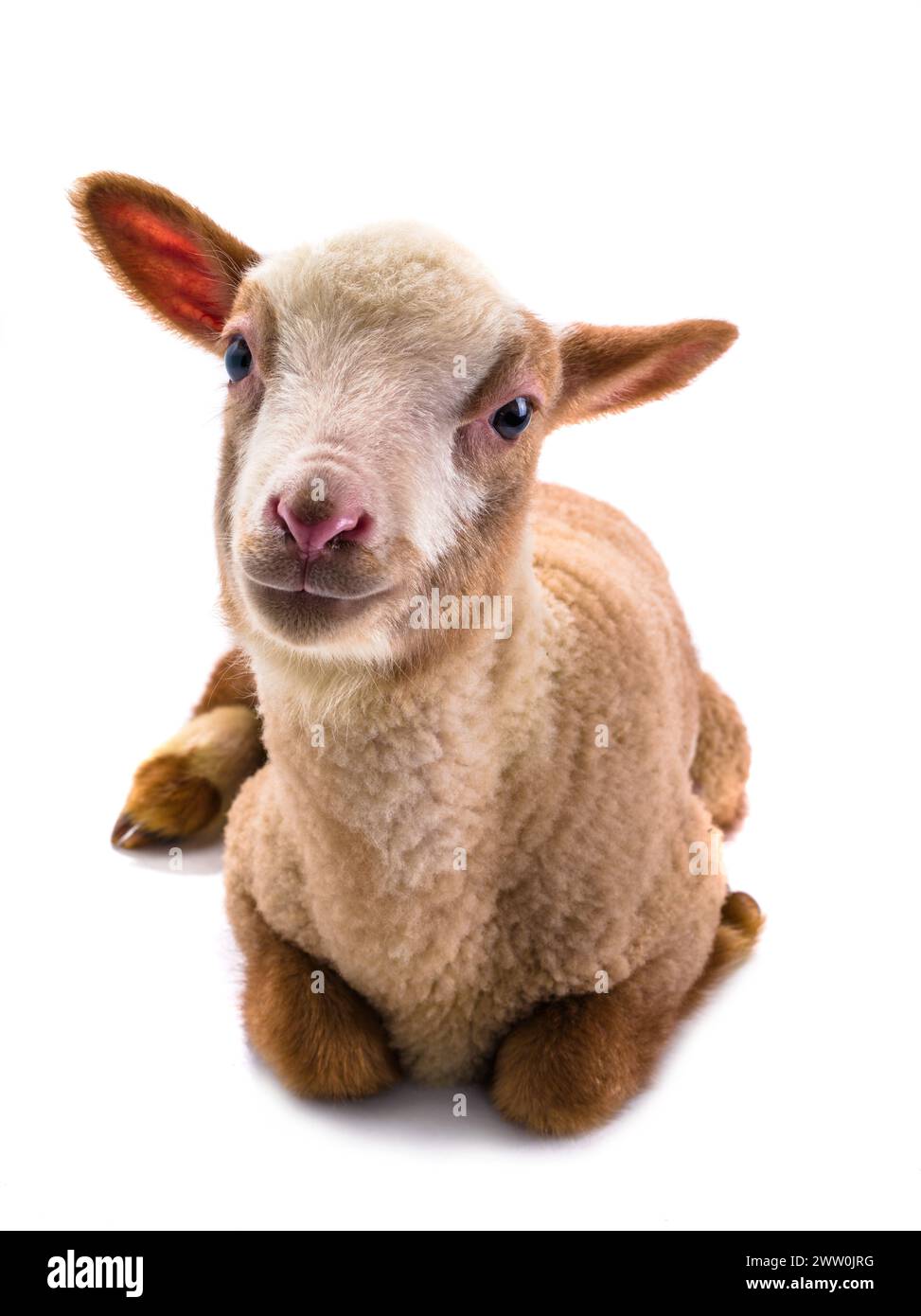 Sheep farm animal standing Cut Out Stock Images & Pictures - Alamy