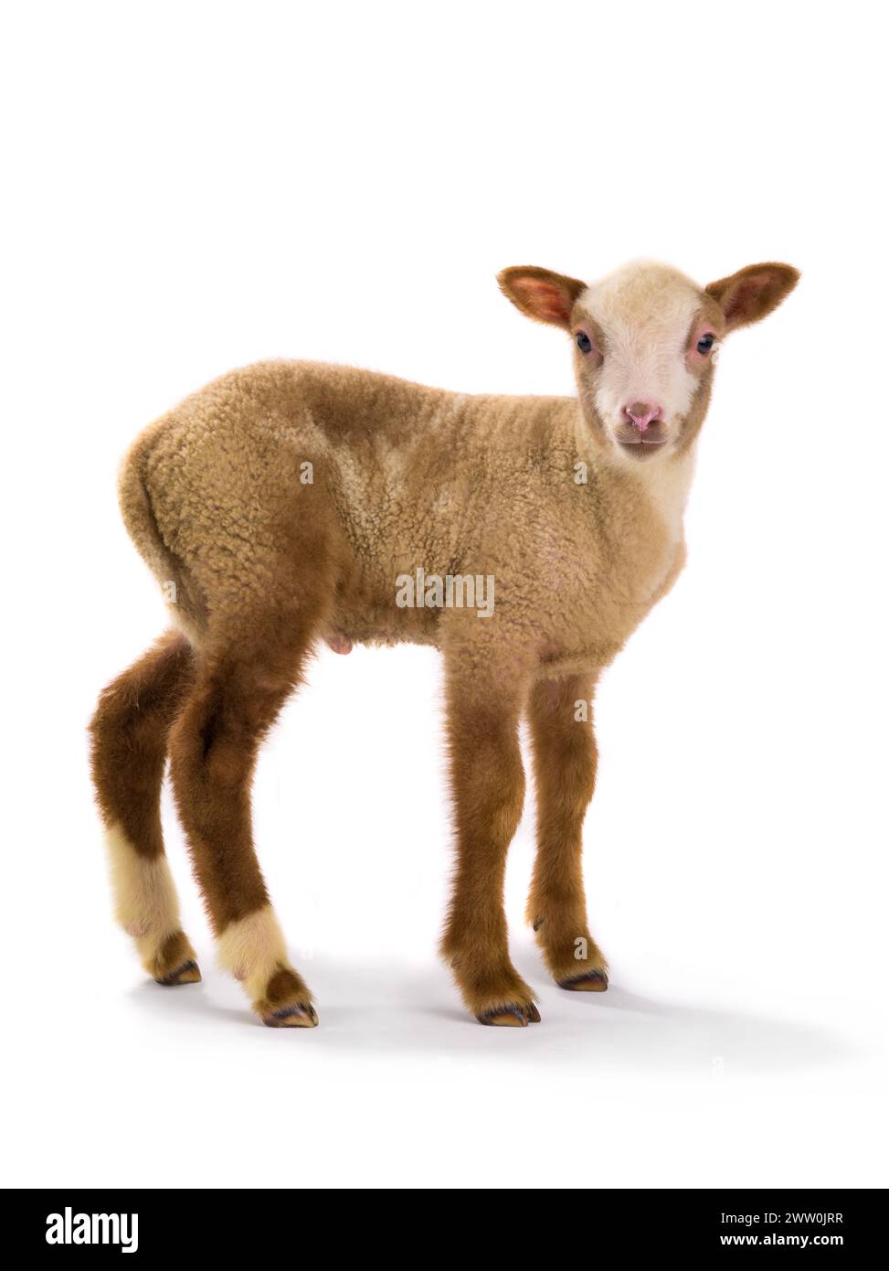 Little sheep on farm Cut Out Stock Images & Pictures - Alamy