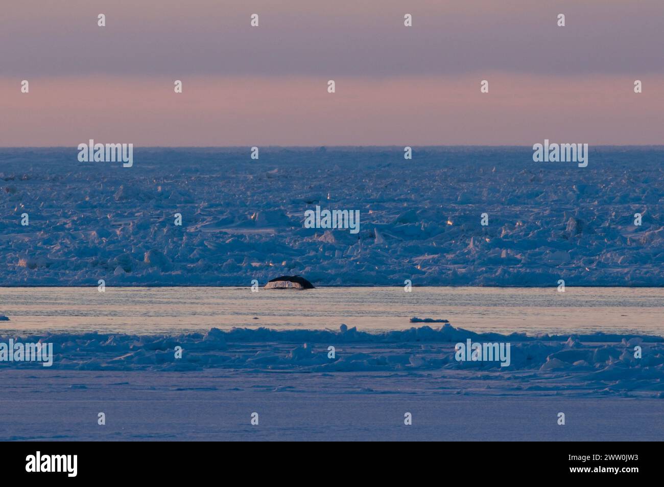 bowhead whale, Balaena mysticetus, adult swims through an open lead in ...