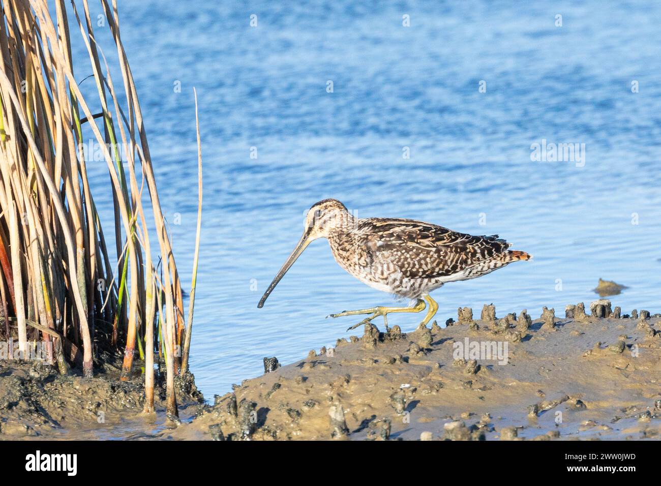 Ethiopian snipe hi-res stock photography and images - Alamy
