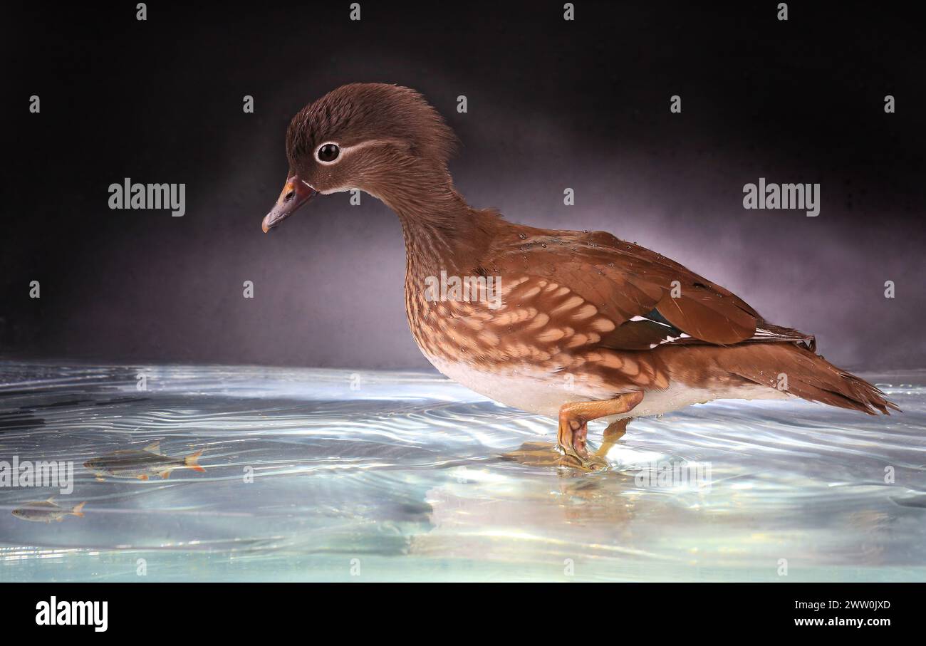 duck of marine on hunting Stock Photo - Alamy
