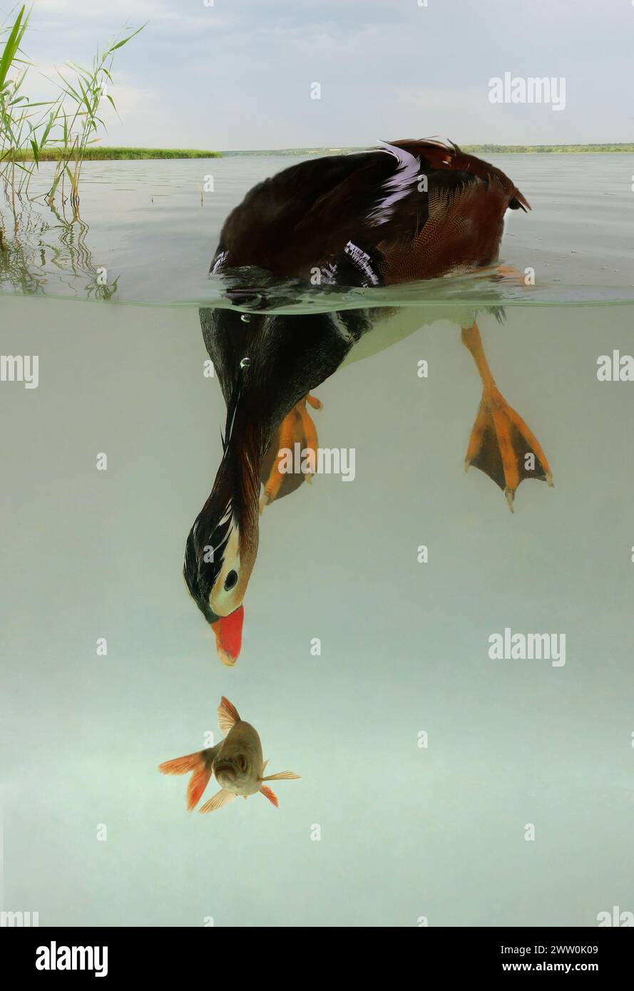 duck marine hunts for fish on river Stock Photo - Alamy