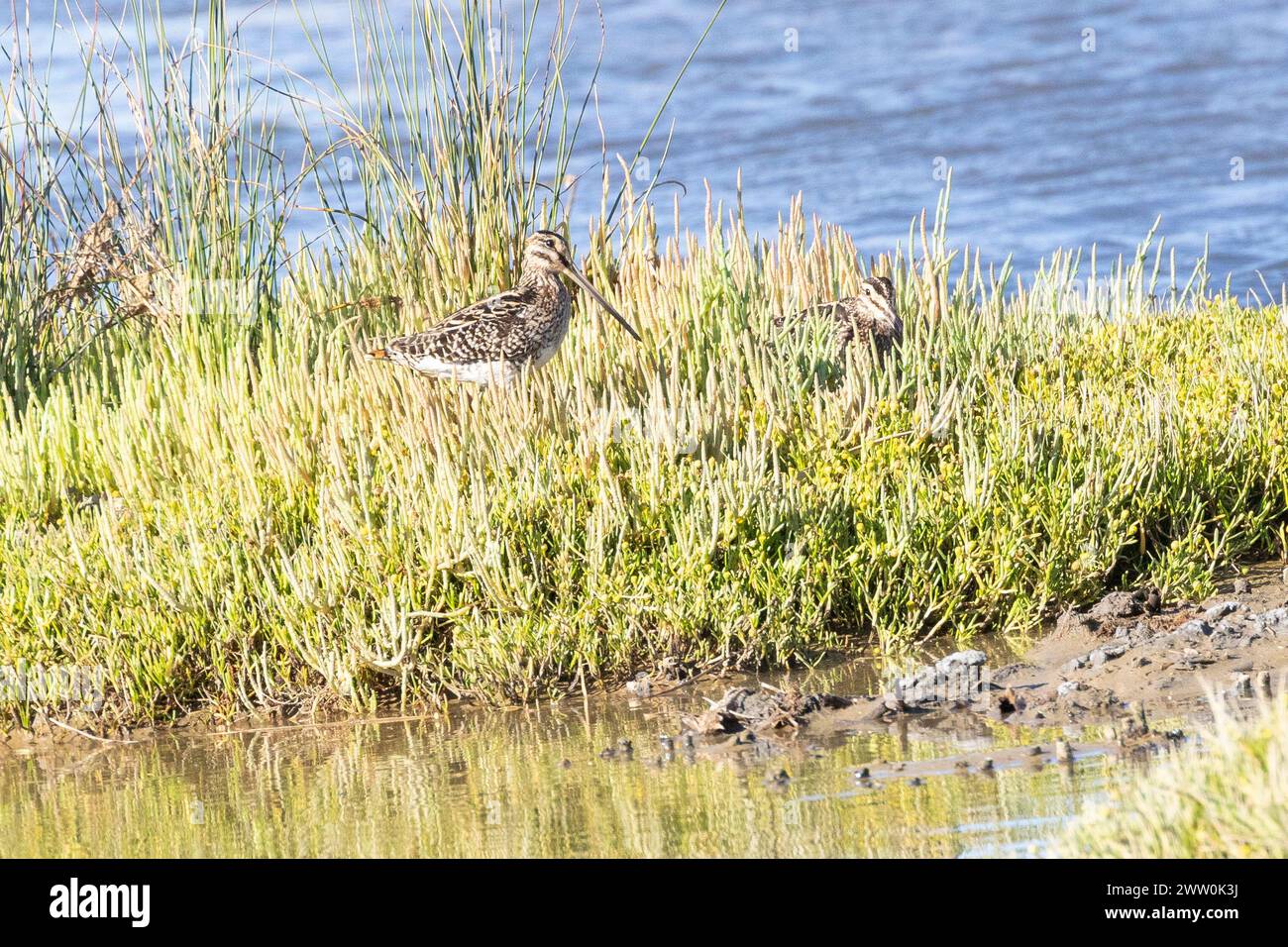 Gallinago gallinago wetland habitat hi-res stock photography and images ...