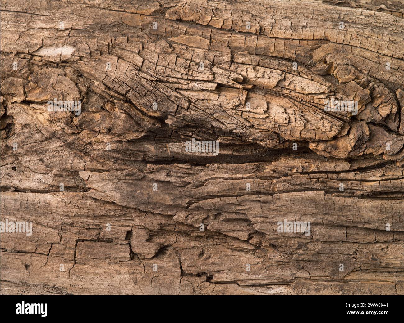 brown old texture of a tree Stock Photo - Alamy