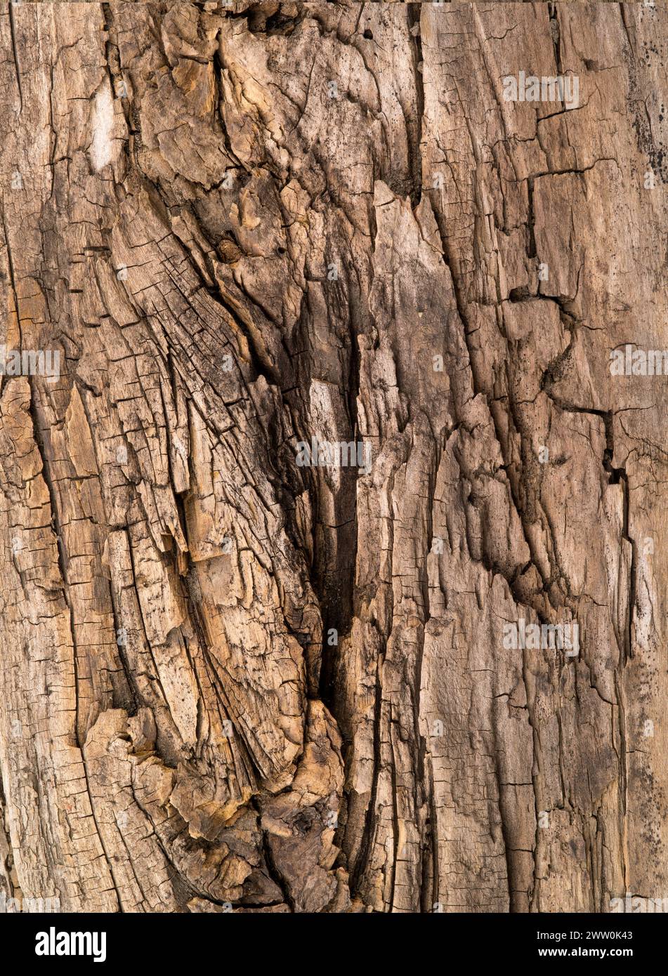 brown old texture of a tree Stock Photo - Alamy