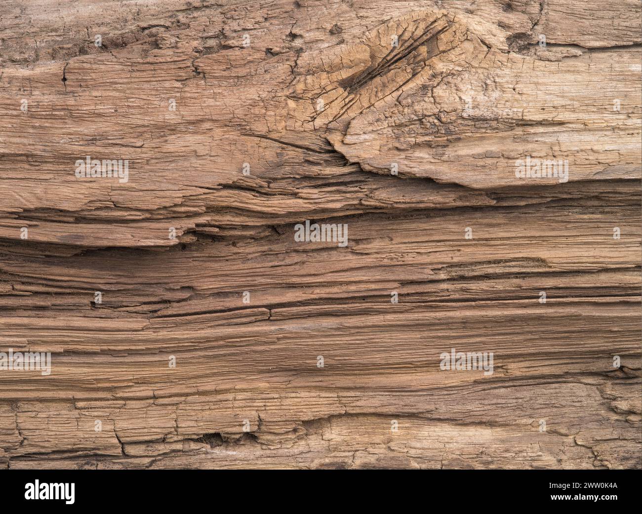 brown old texture of a tree Stock Photo - Alamy