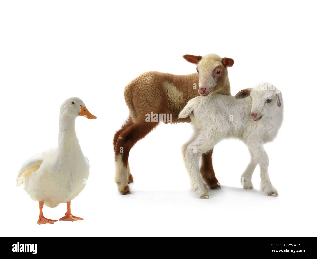 duck and sheep on a white background Stock Photo - Alamy