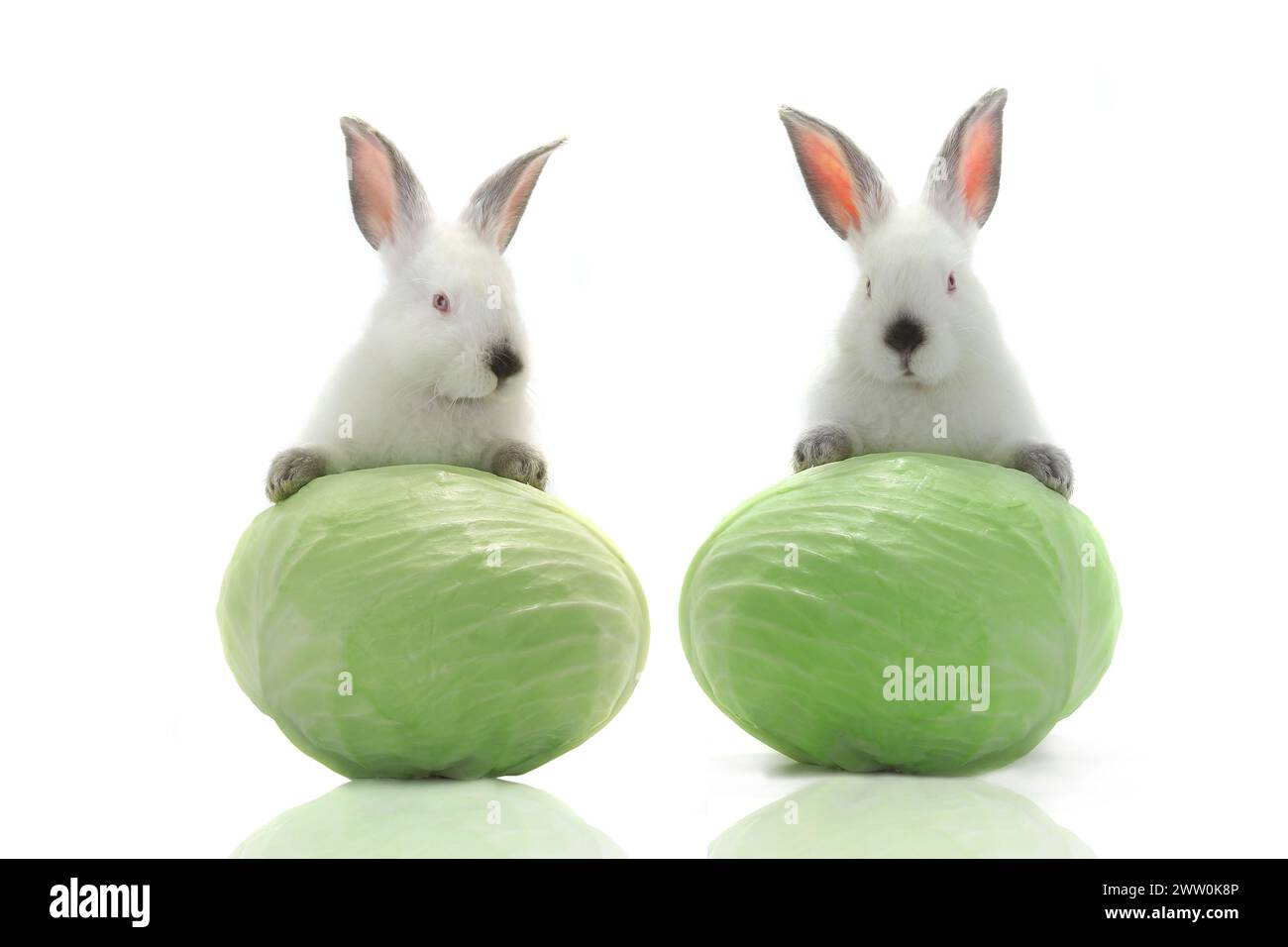 Vegetgable hi-res stock photography and images - Alamy