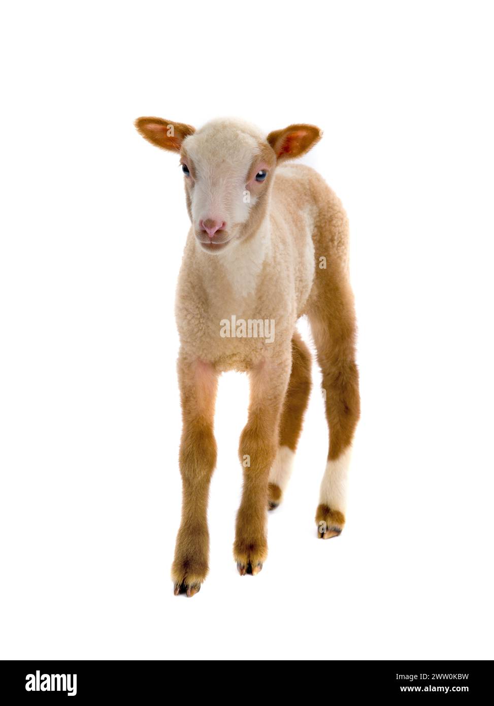 little sheep on a white background. (high-resolution images Stock Photo ...