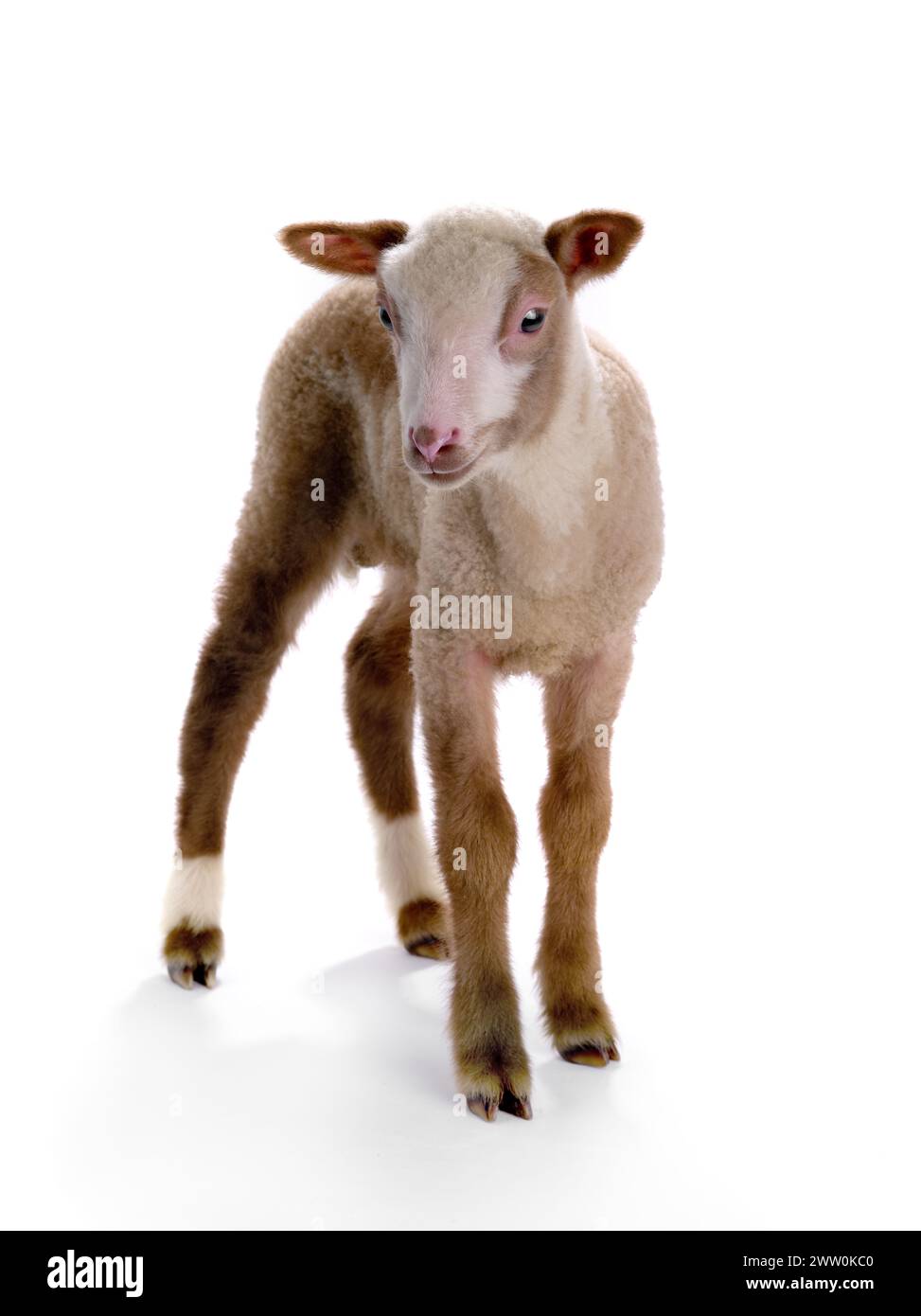 little sheep on a white background. (high-resolution images Stock Photo ...