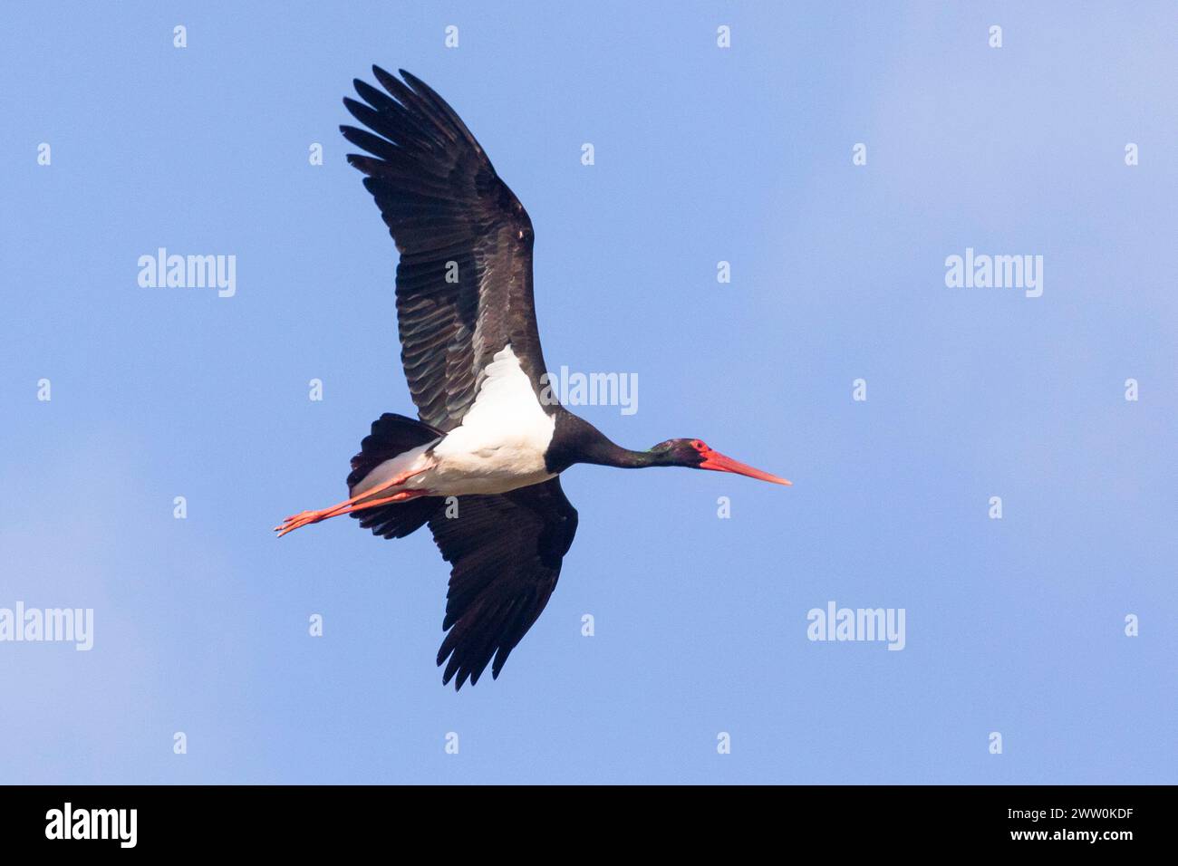 Black Stork (Ciconia nigra) in flight, Limpopo, South Africa Stock ...