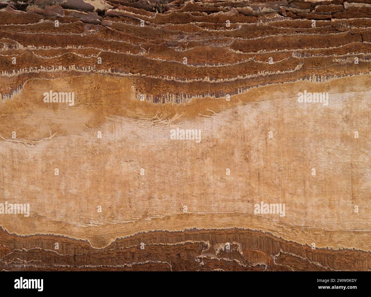 brown old texture of a tree (high-resolution images Stock Photo - Alamy