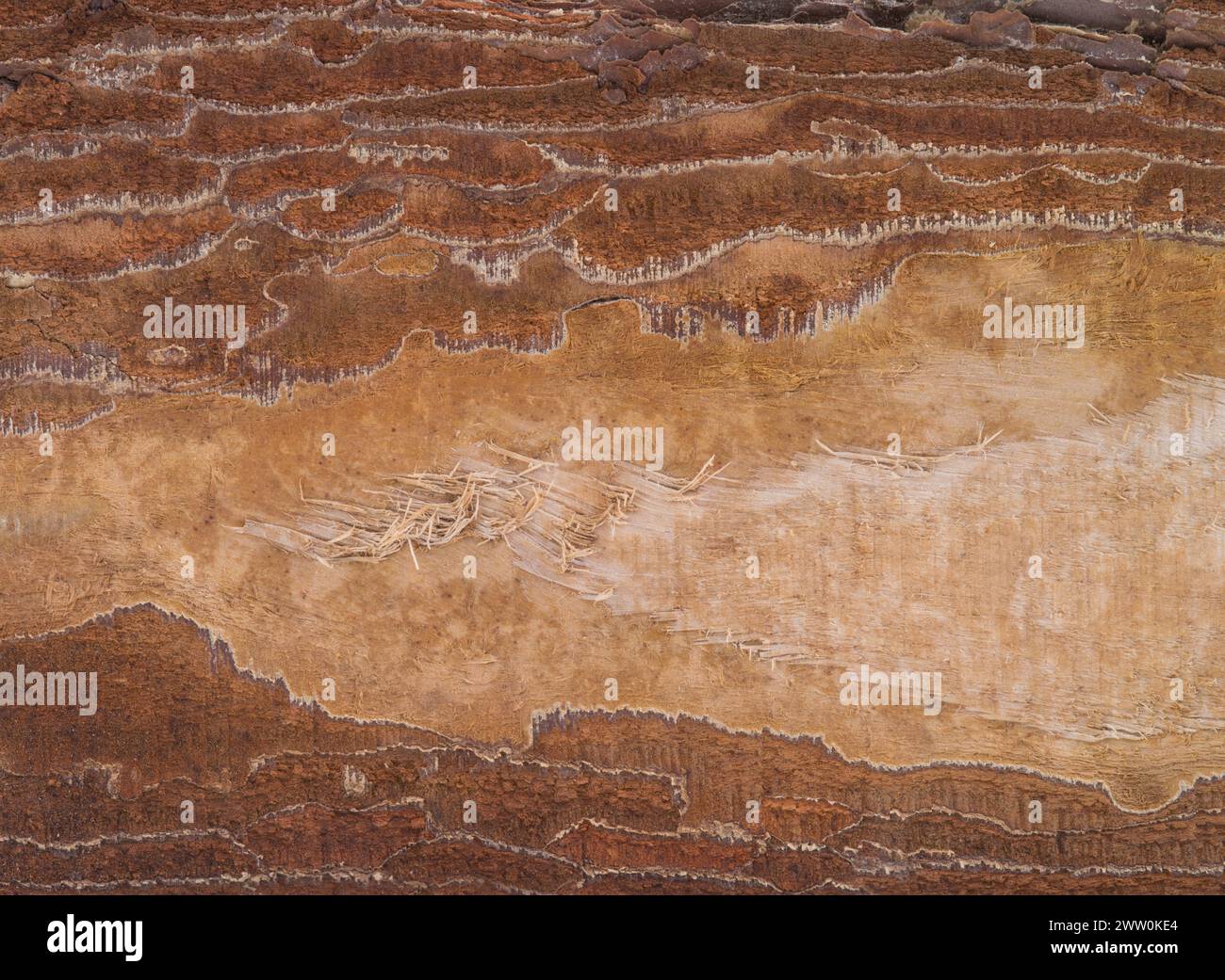 brown old texture of a tree (high-resolution images Stock Photo - Alamy