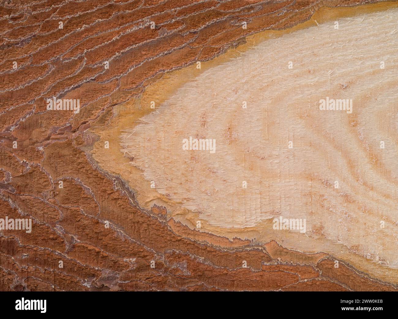 brown old texture of a tree (high-resolution images Stock Photo - Alamy