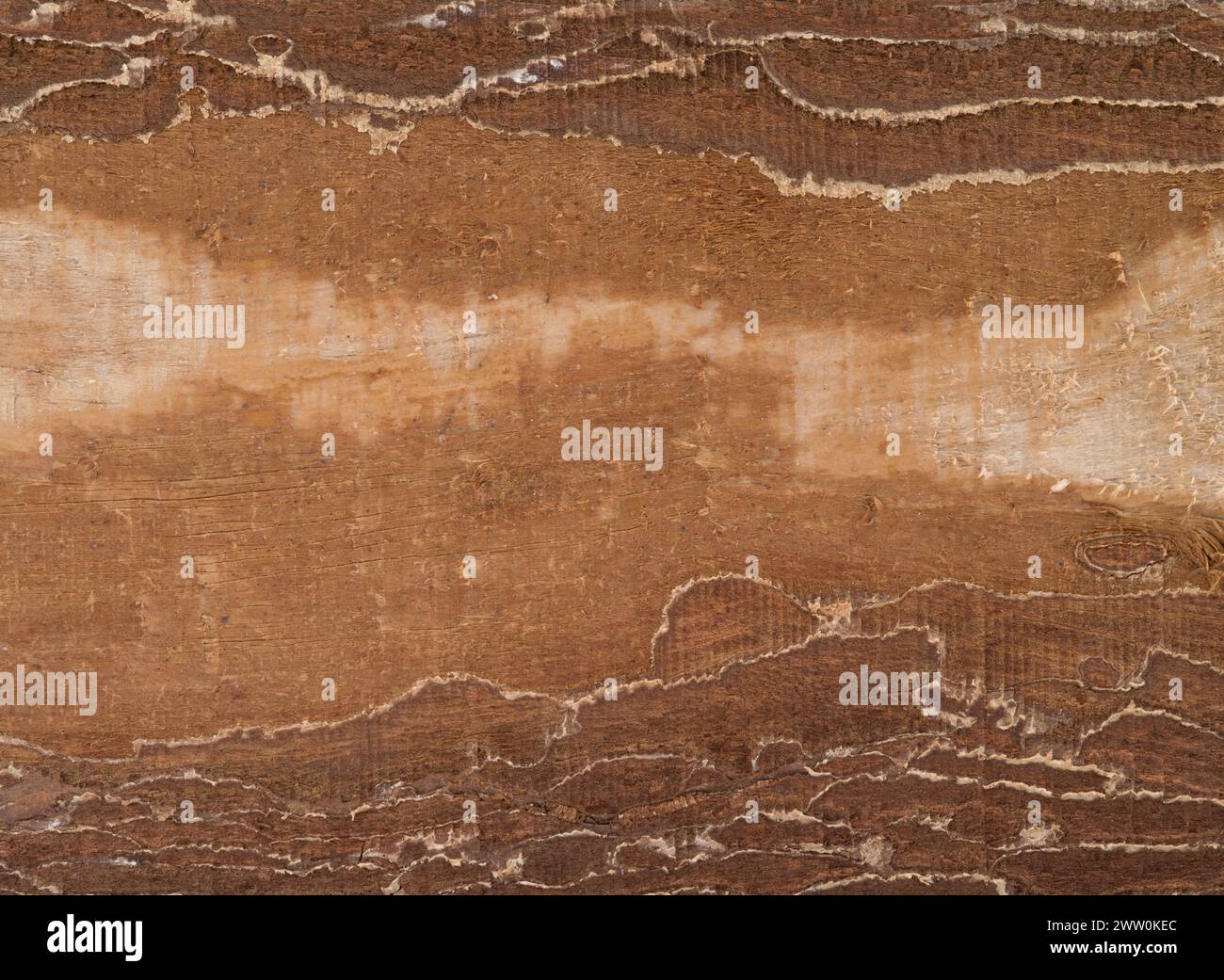 brown old texture of a tree (high-resolution images Stock Photo - Alamy