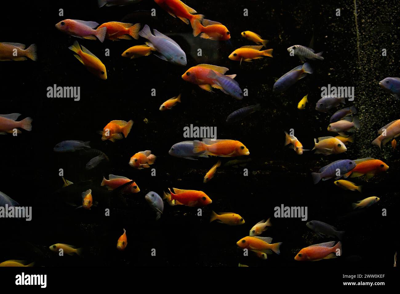 malawi cichlid fish in closeup, a popular tropical aquarium pet from ...