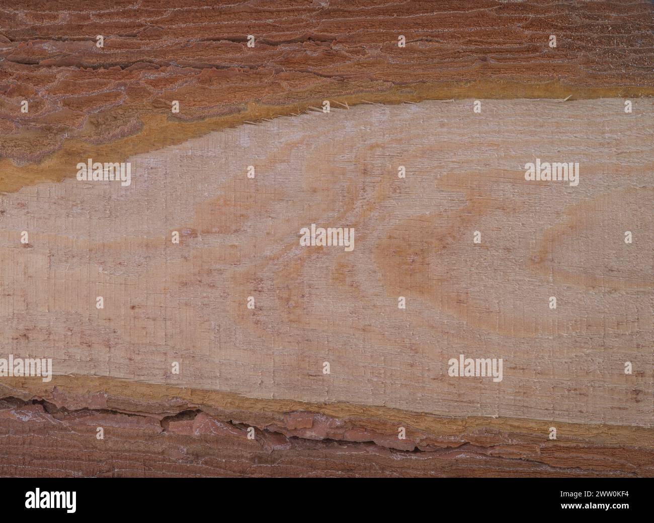 brown old texture of a tree (high-resolution images Stock Photo - Alamy