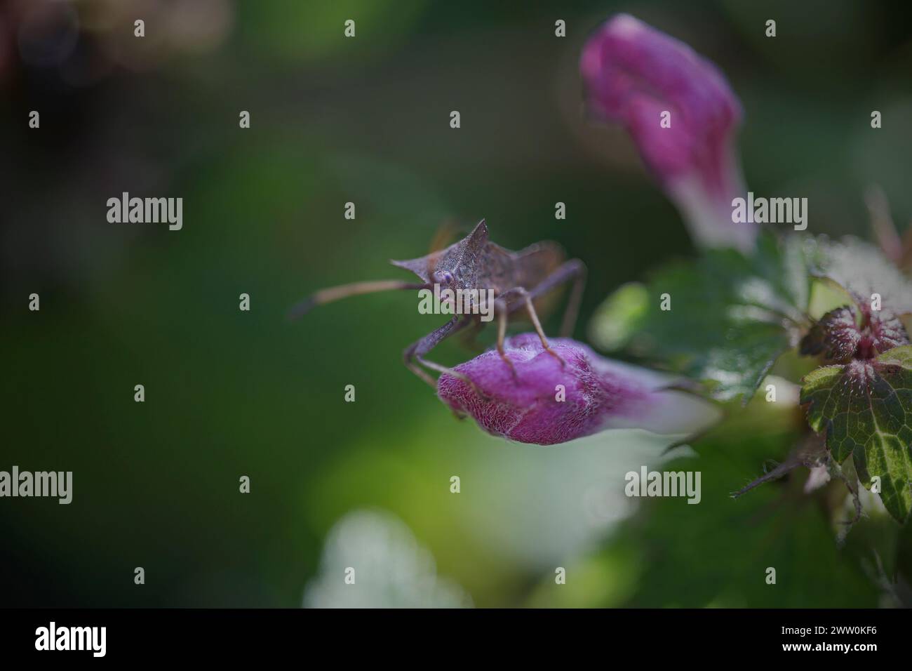 insect with a primitive, strange and frightening appearance, from a ...