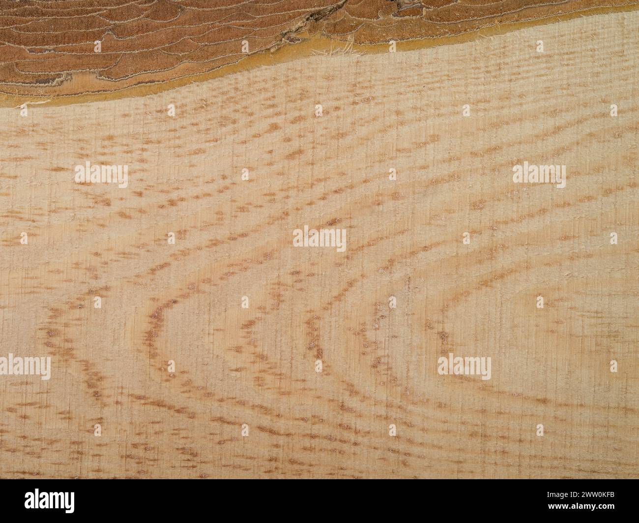 brown old texture of a tree (high-resolution images Stock Photo - Alamy