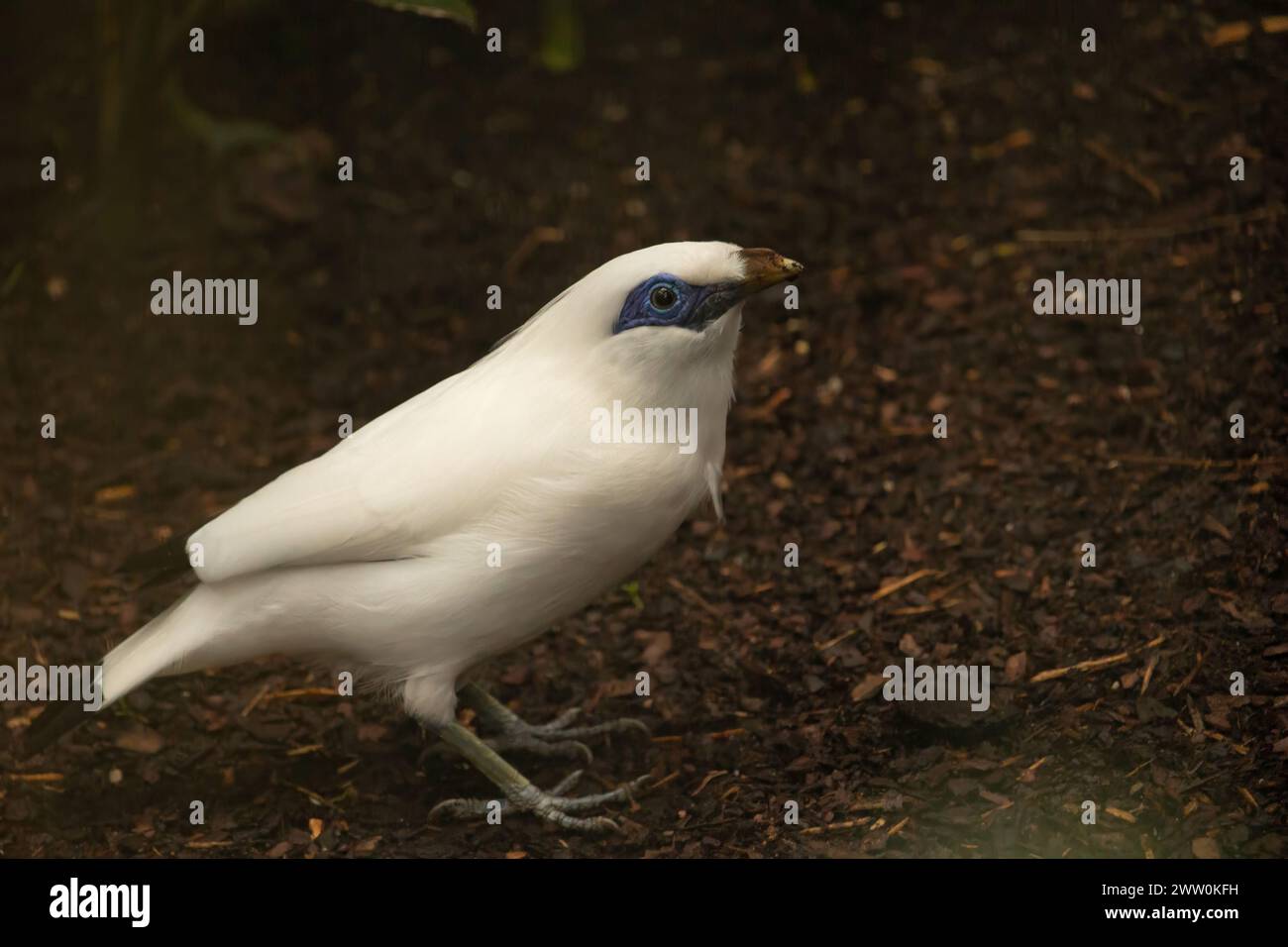 Birdwatching indonesia hi-res stock photography and images - Alamy