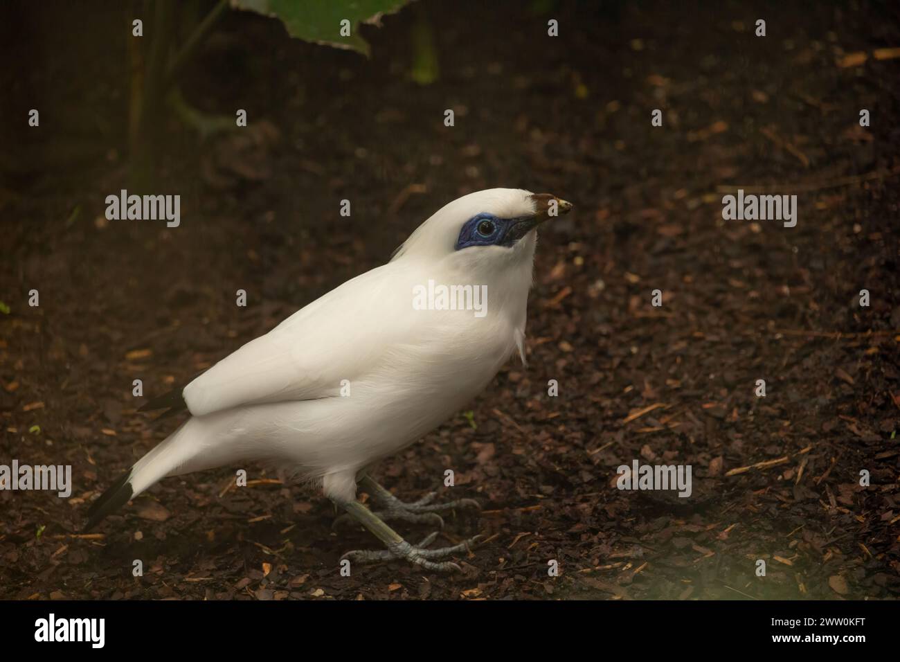 White bird from bali hi-res stock photography and images - Alamy