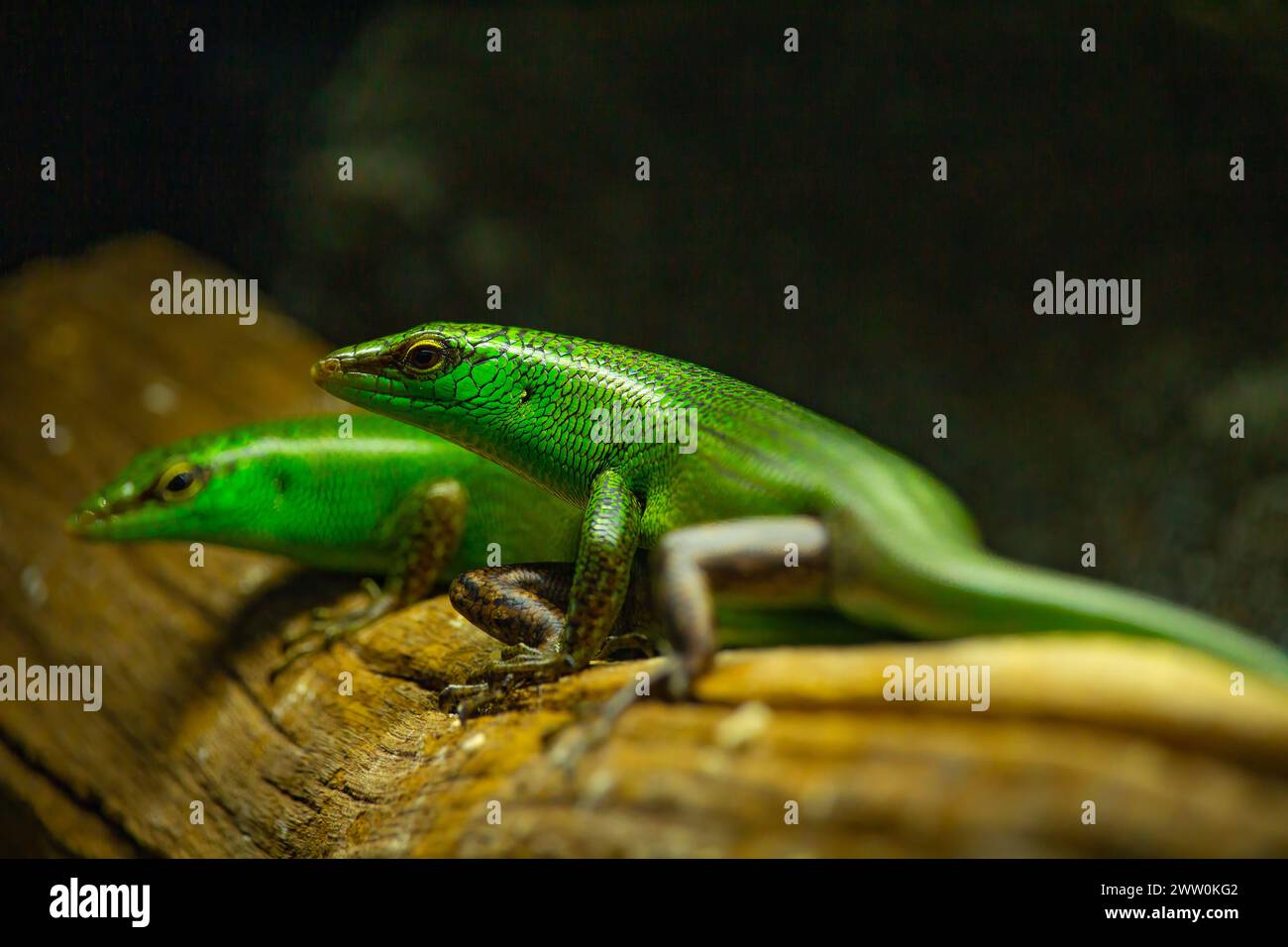 Actrive Little green lizards on branch Stock Photo - Alamy
