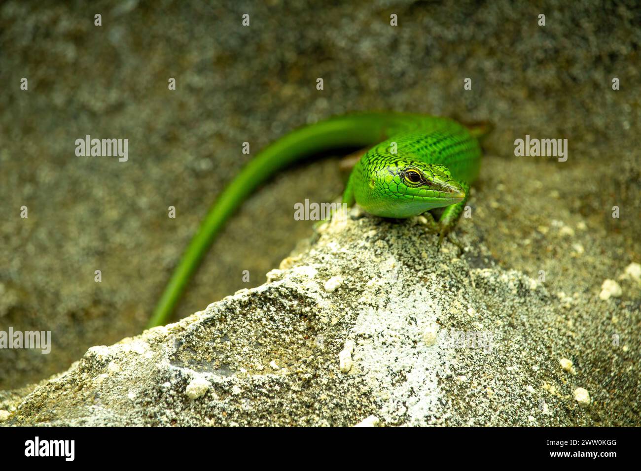 Austria little green lizard hi-res stock photography and images - Alamy