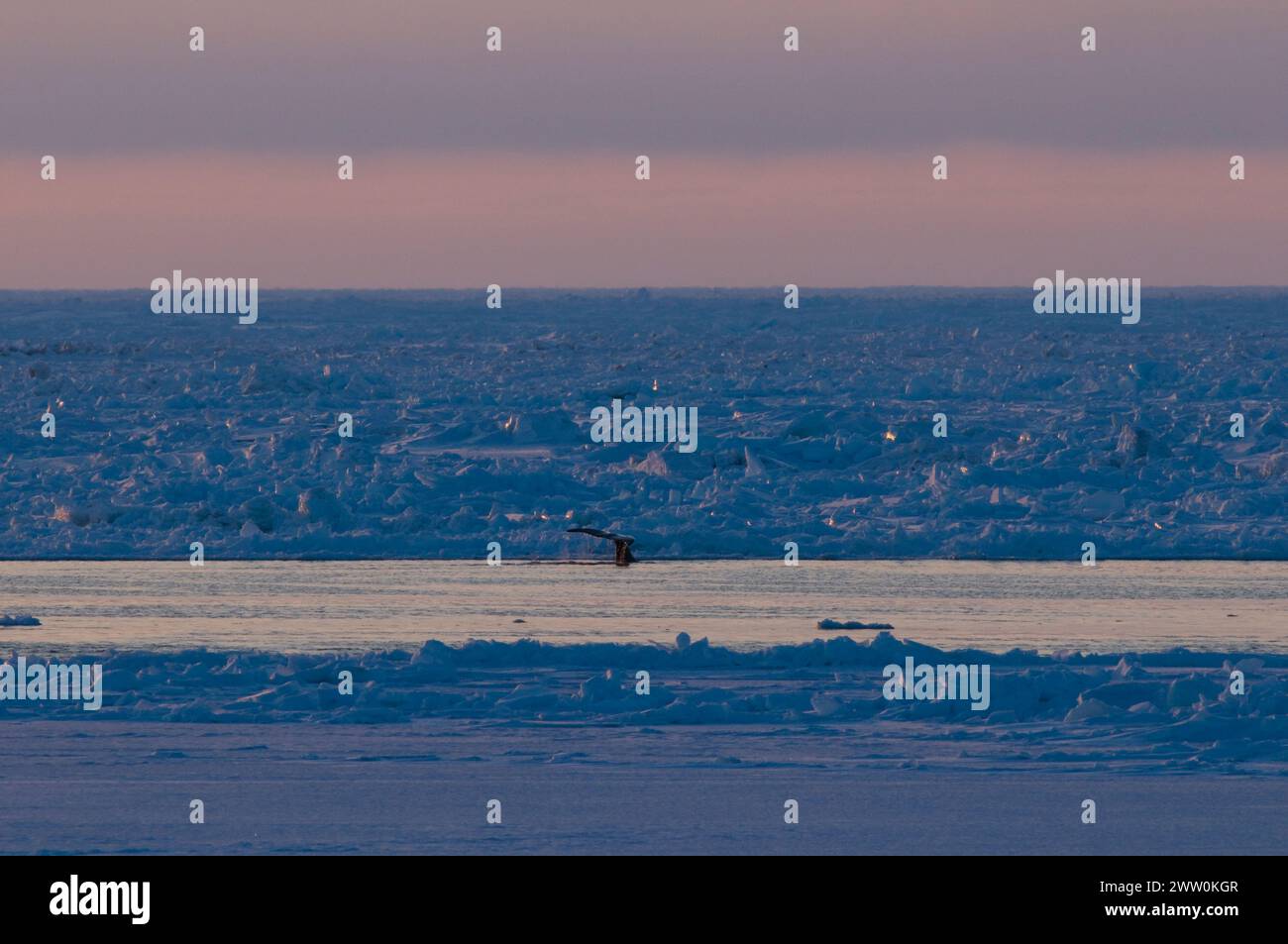 bowhead whale, Balaena mysticetus, adult swims through an open lead in ...