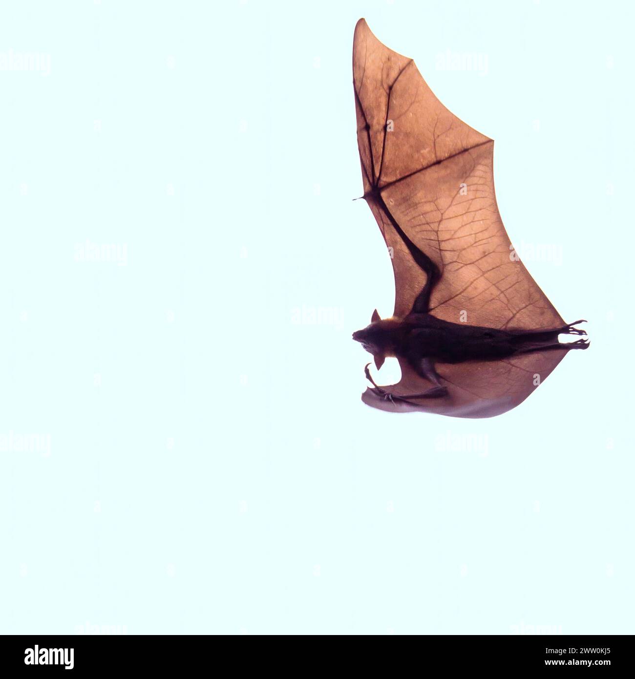 Flying fox captured in the sky Stock Photo - Alamy