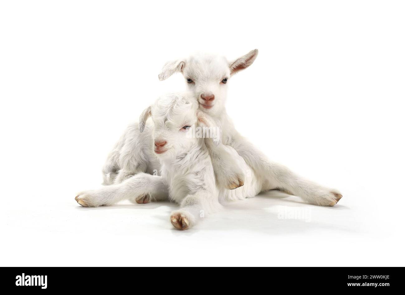 two goat kid ( 7 day ) isolated on white Stock Photo - Alamy