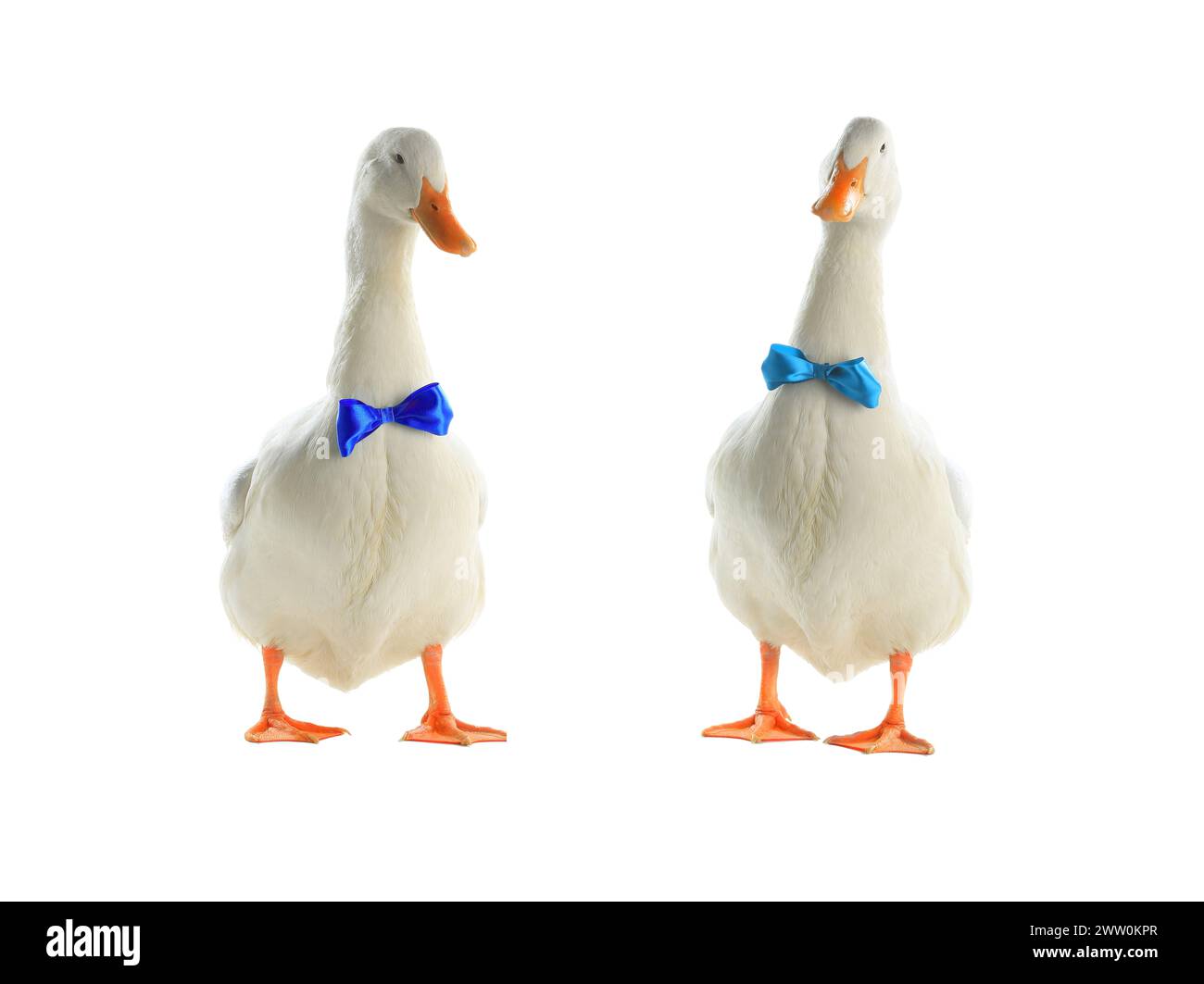 two duck with a blue ribbonon a white background (high-resolution ...