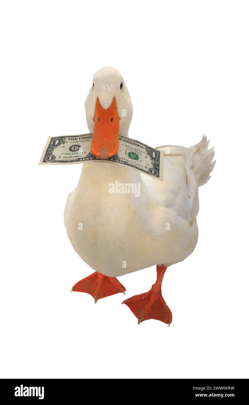 duck with a dollar banknote a white background Stock Photo - Alamy