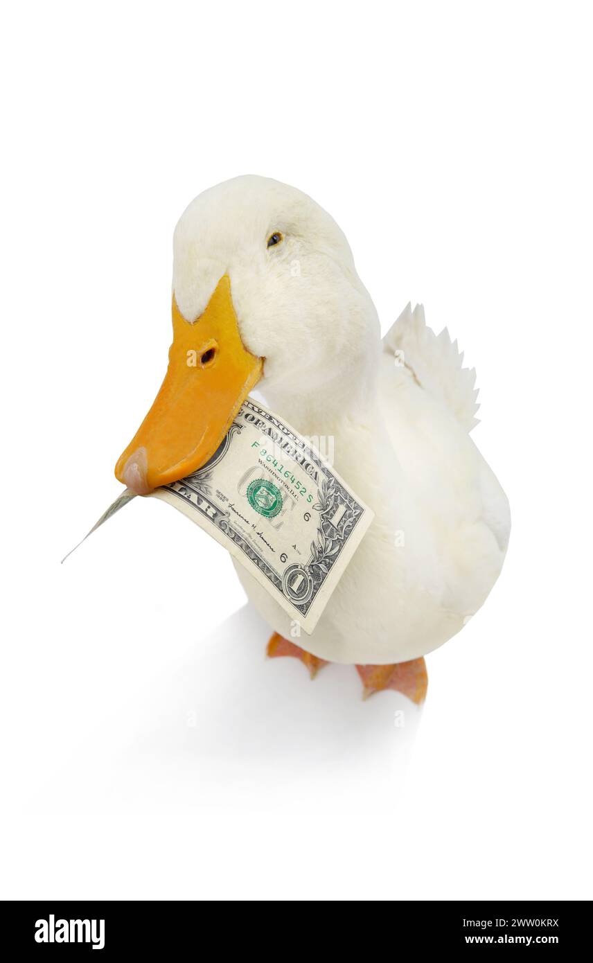 duck with a dollar banknote a white background Stock Photo - Alamy