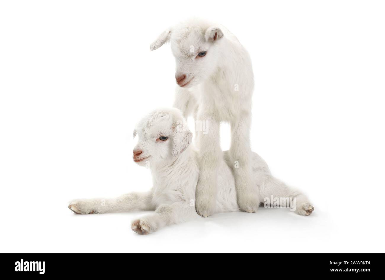 two goat kid ( 7 day ) isolated on white Stock Photo - Alamy