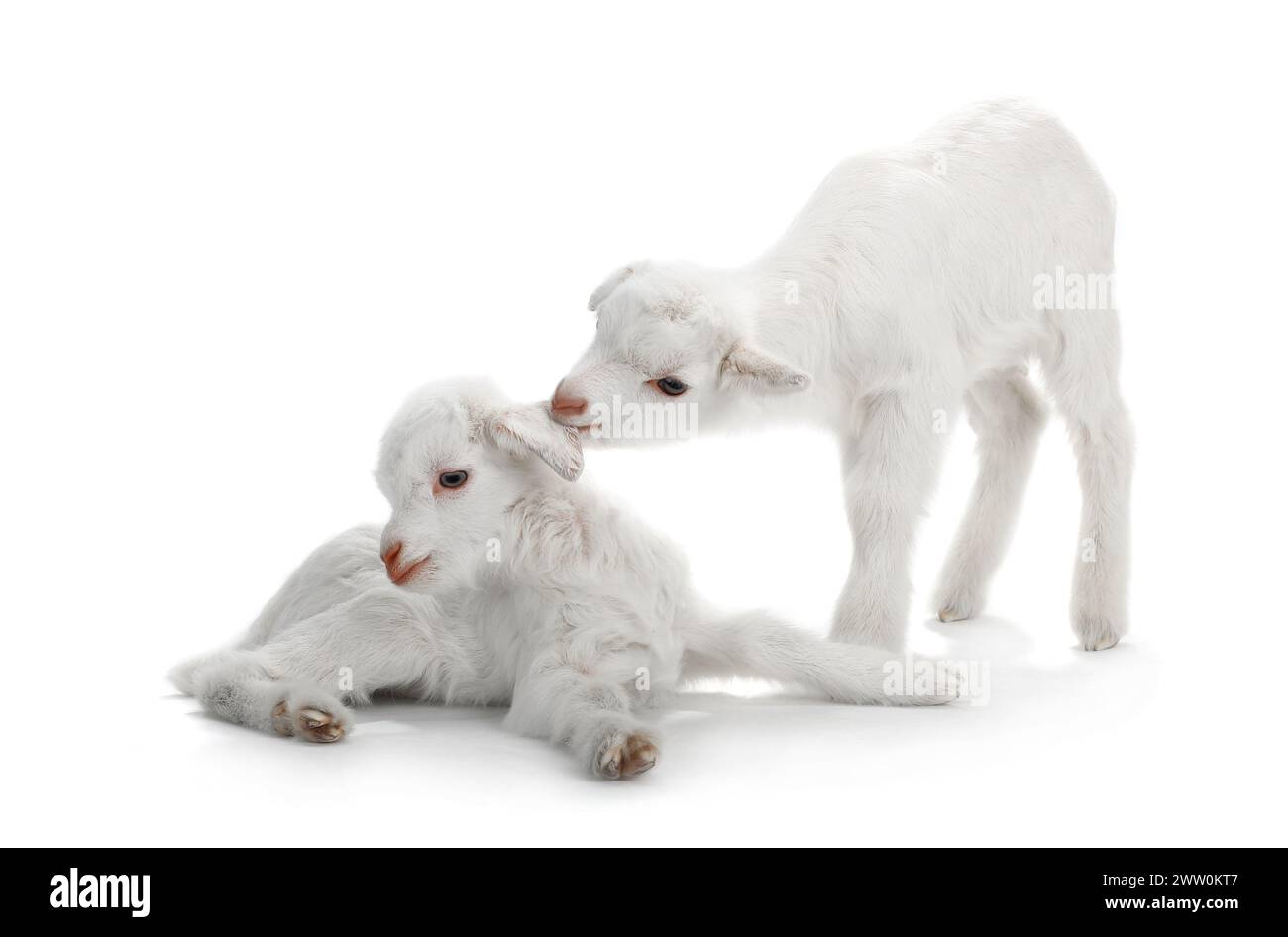 two goat kid ( 7 day ) isolated on white Stock Photo - Alamy