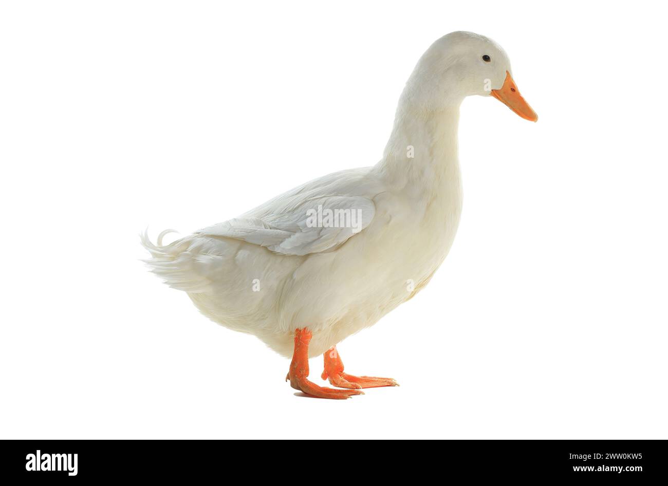 Duck on a white background Stock Photo - Alamy