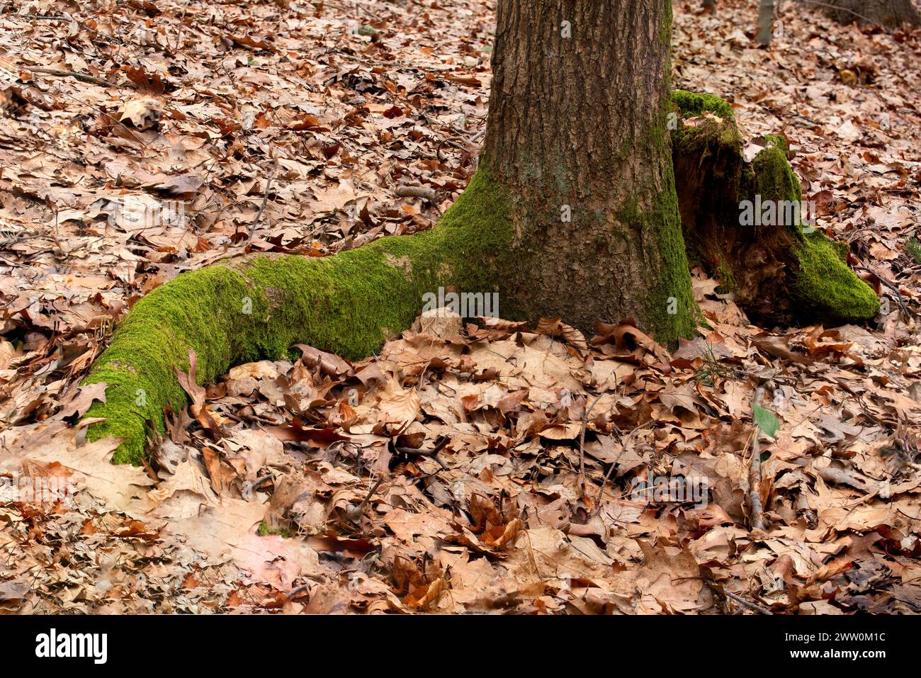 tree root covered with moss Stock Photo - Alamy