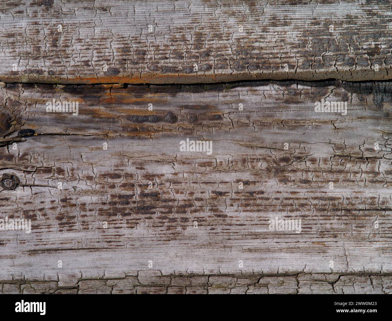 brown old texture of a tree (high-resolution images Stock Photo - Alamy