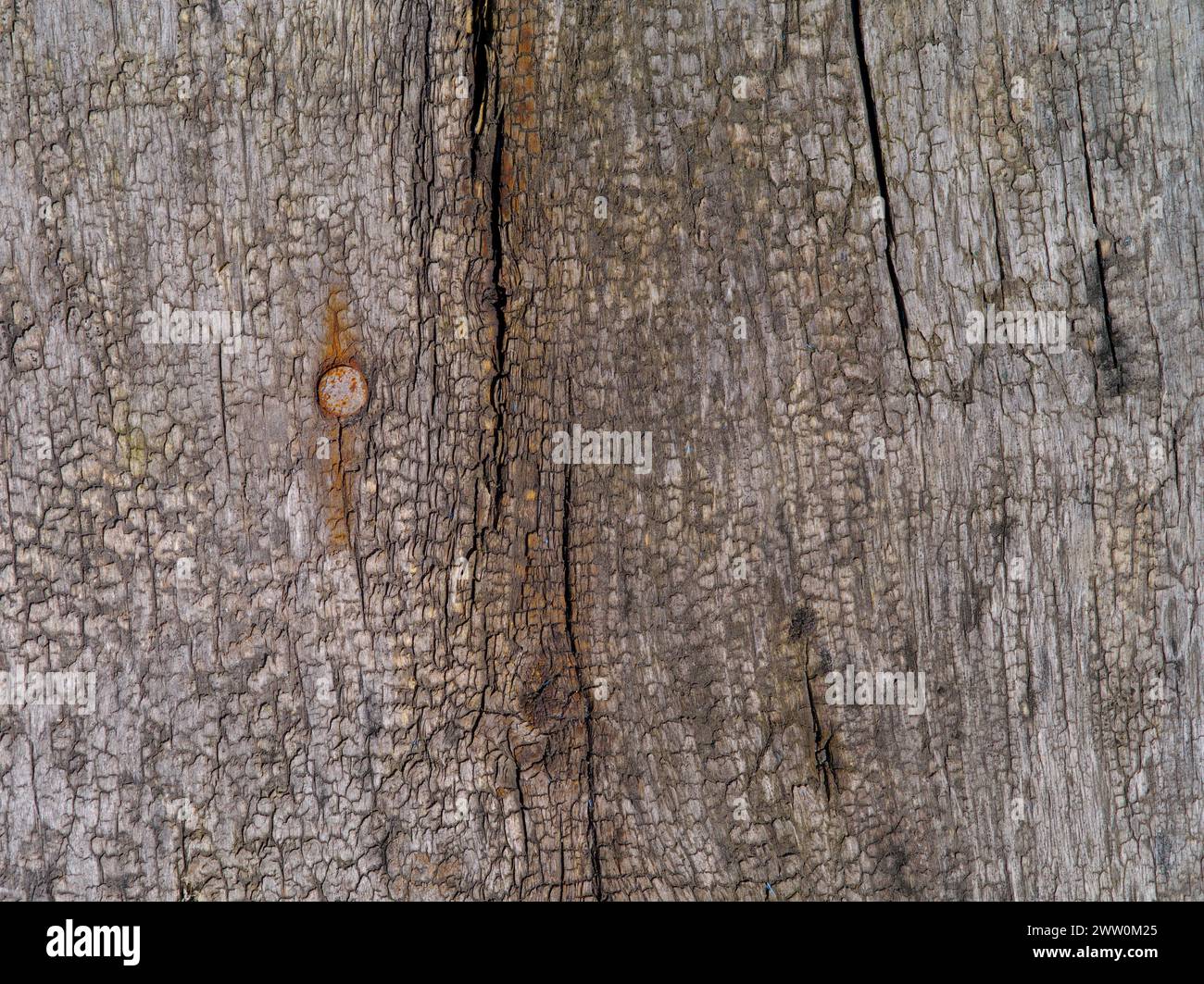 texture of an old tree with rusty a nail (high-resolution images Stock ...