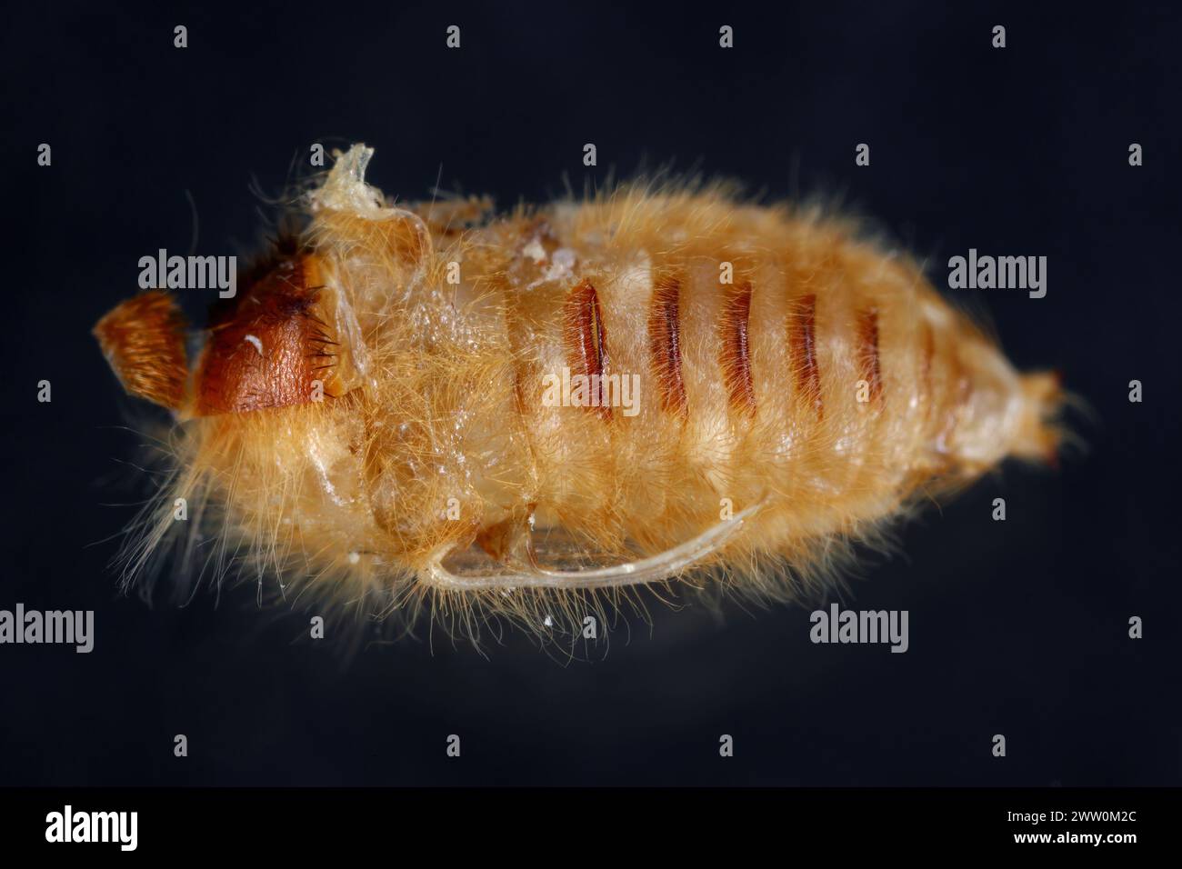 Pupa of a beetle of the family Dermestidae (skin beetles) genus ...