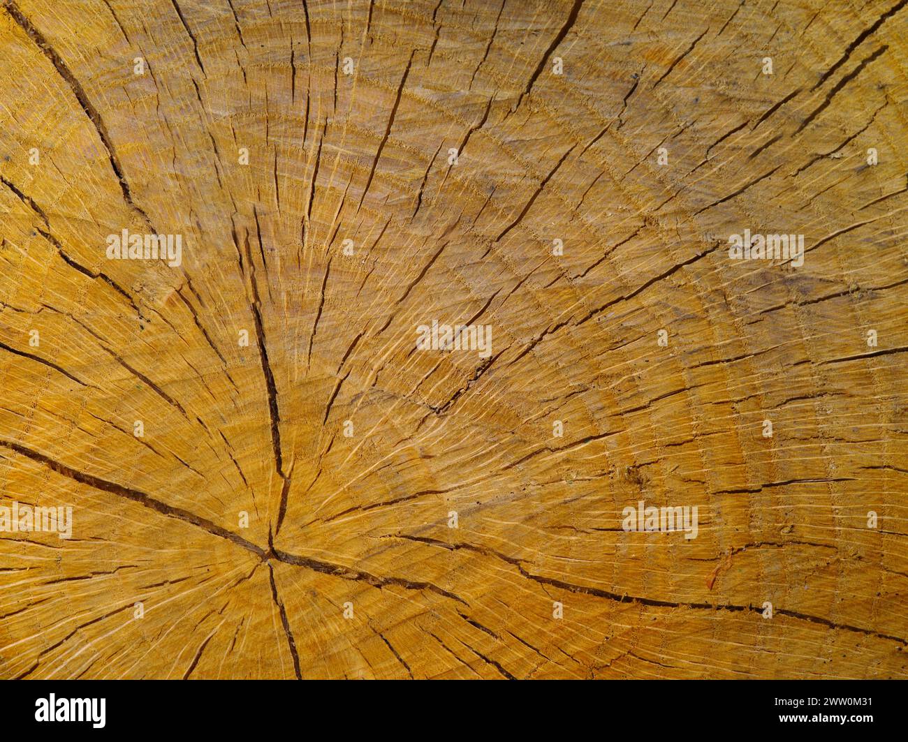 brown old texture of a tree (high-resolution images Stock Photo - Alamy