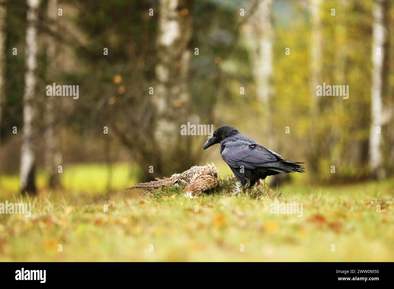 Black common raven, corvus corax, approaching dead pheasant laying on ...